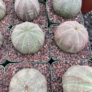 Euphorbia Obesa – Baseball Cactus, Rare Succulent, Live Plant, Unique ...