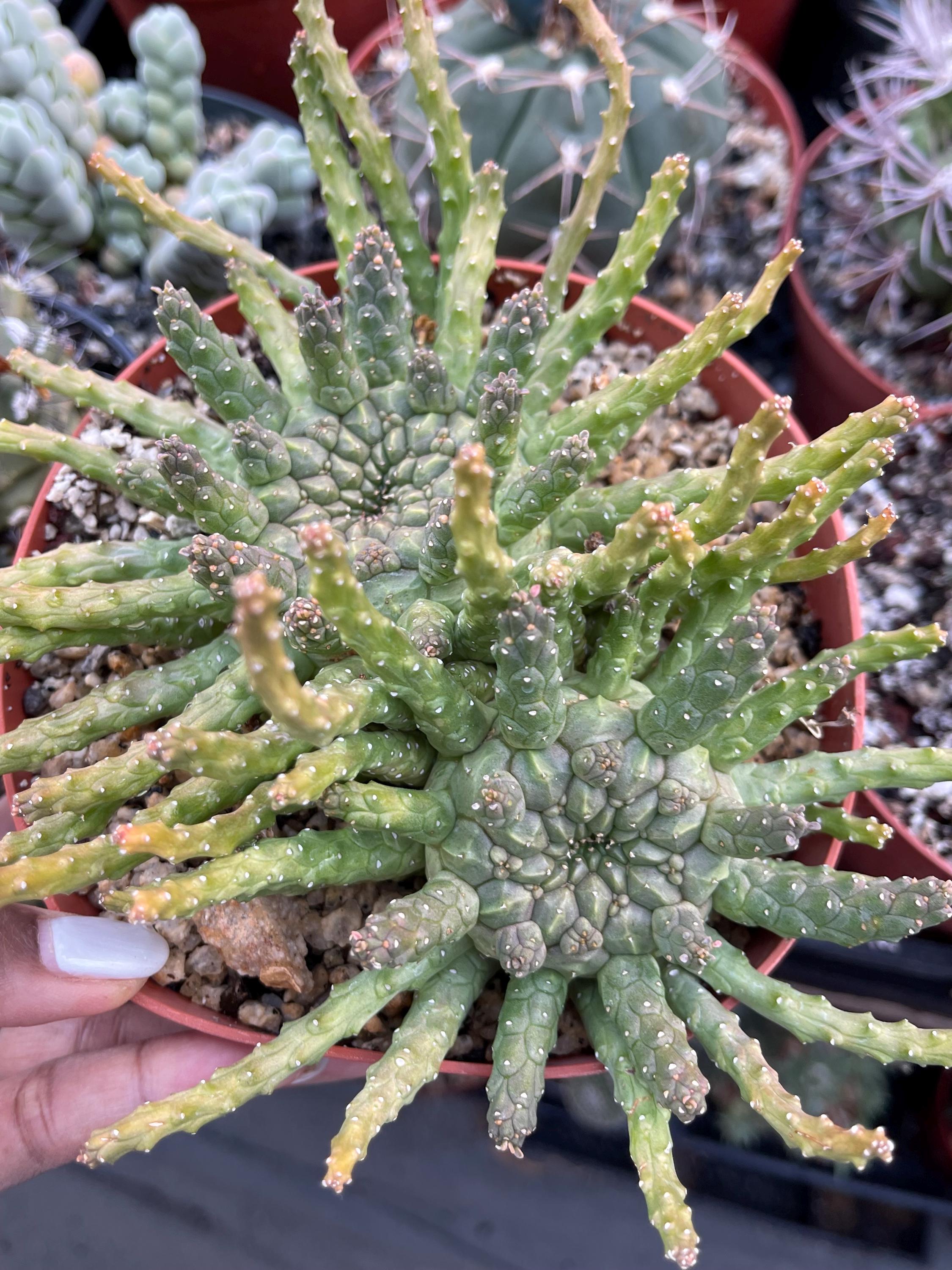 Euphorbia Medusa Hybrids - Live Plant, Unique Succulent, Easy Care ...