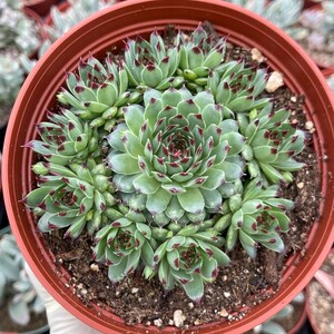 Hens and Chicks | Sempervivum Plant Collection Live Succulent Compact ...