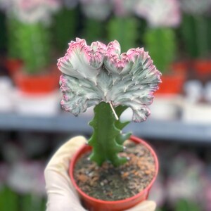 Coral Cactus Succulent Plant | Unique Wavy Fan-shaped Cactus Exotic ...