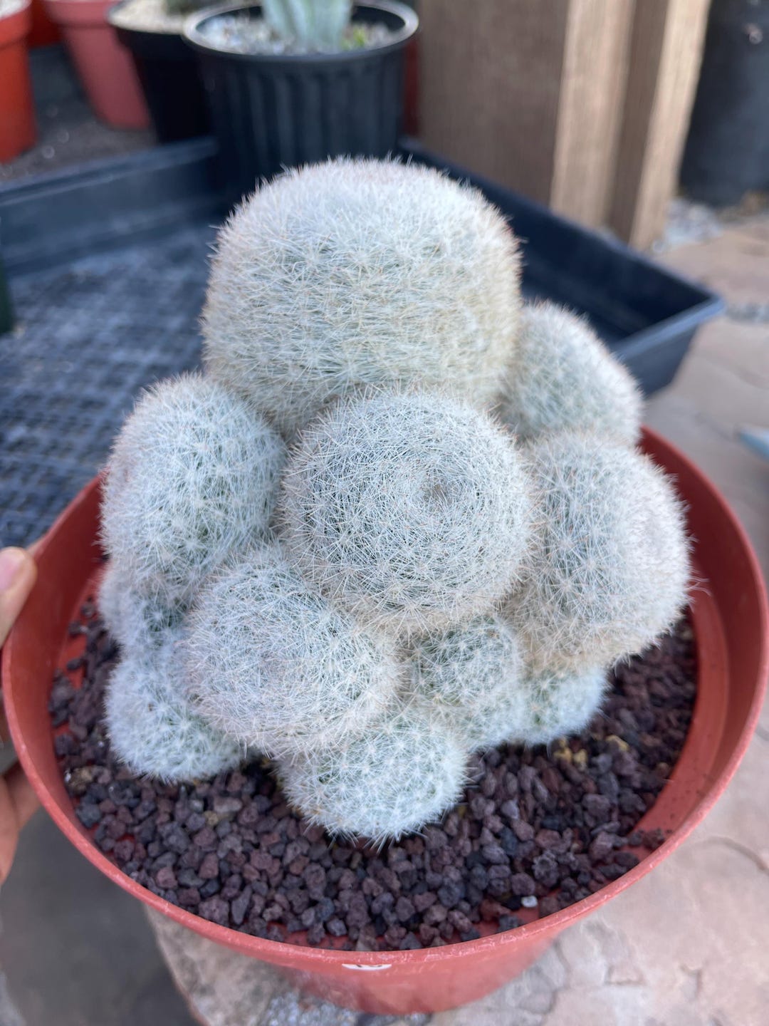 Mammillaria Candida Cluster | Cactus Succulent Plant Colorful Cactus ...