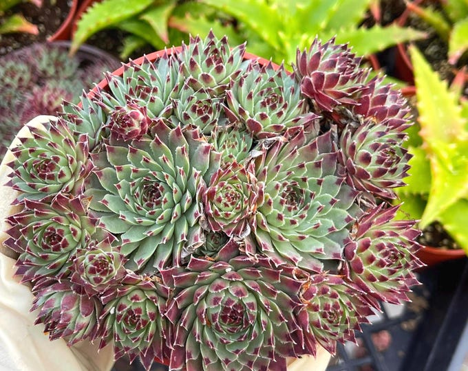 Hens and Chicks | Sempervivum Plant Collection Live Succulent Compact ...