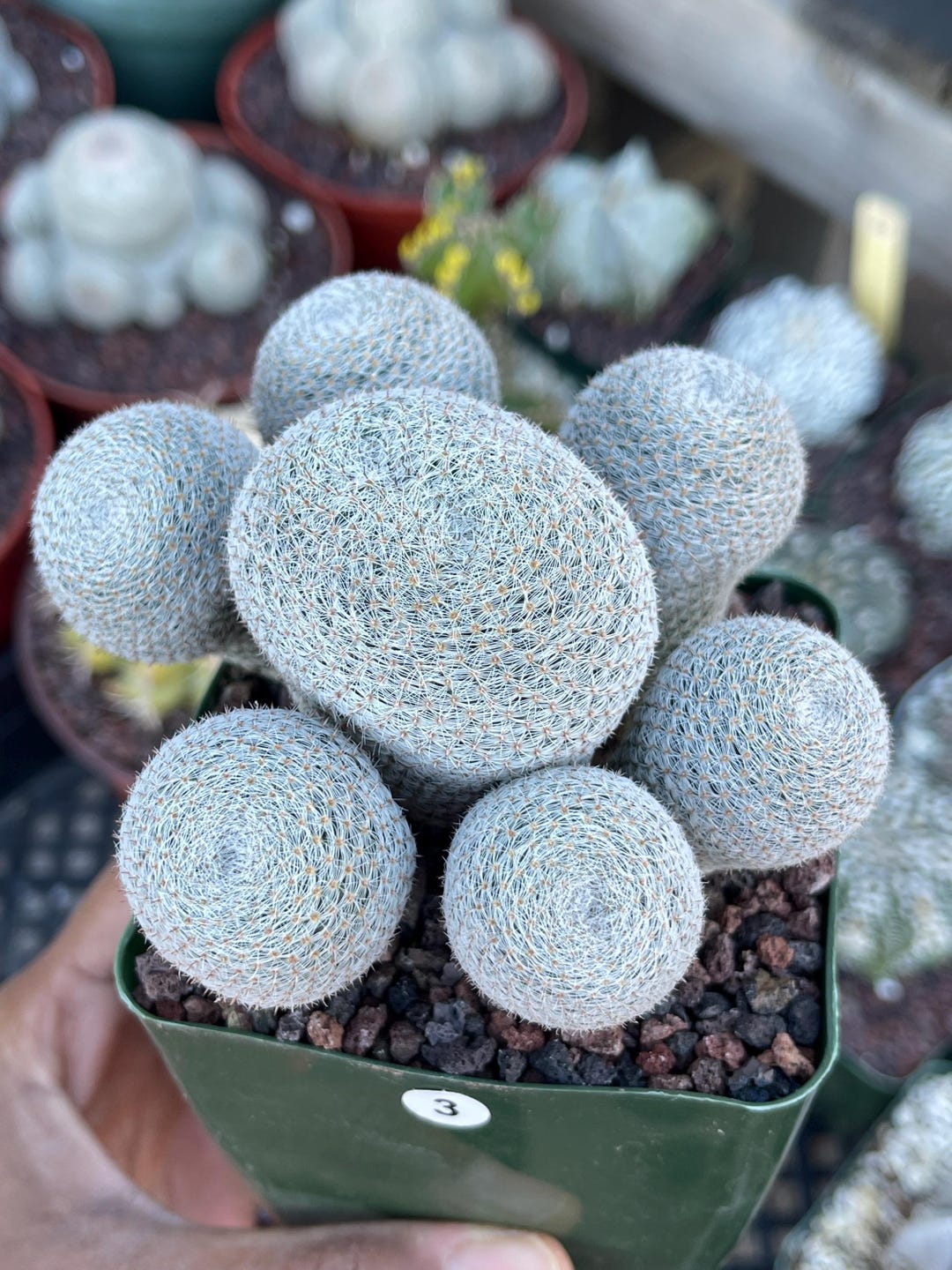 Mammilla Perbella Microthele | Cactus Succulent Plant Colorful Cactus ...