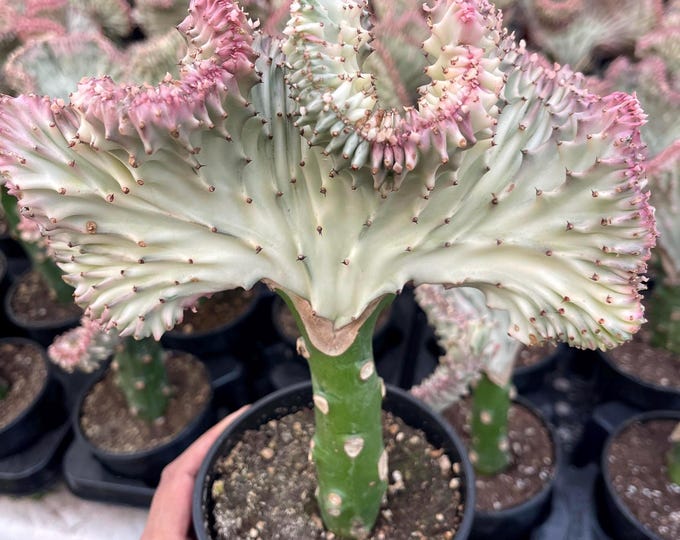 Euphorbia Lactea Coral Cristata - Etsy