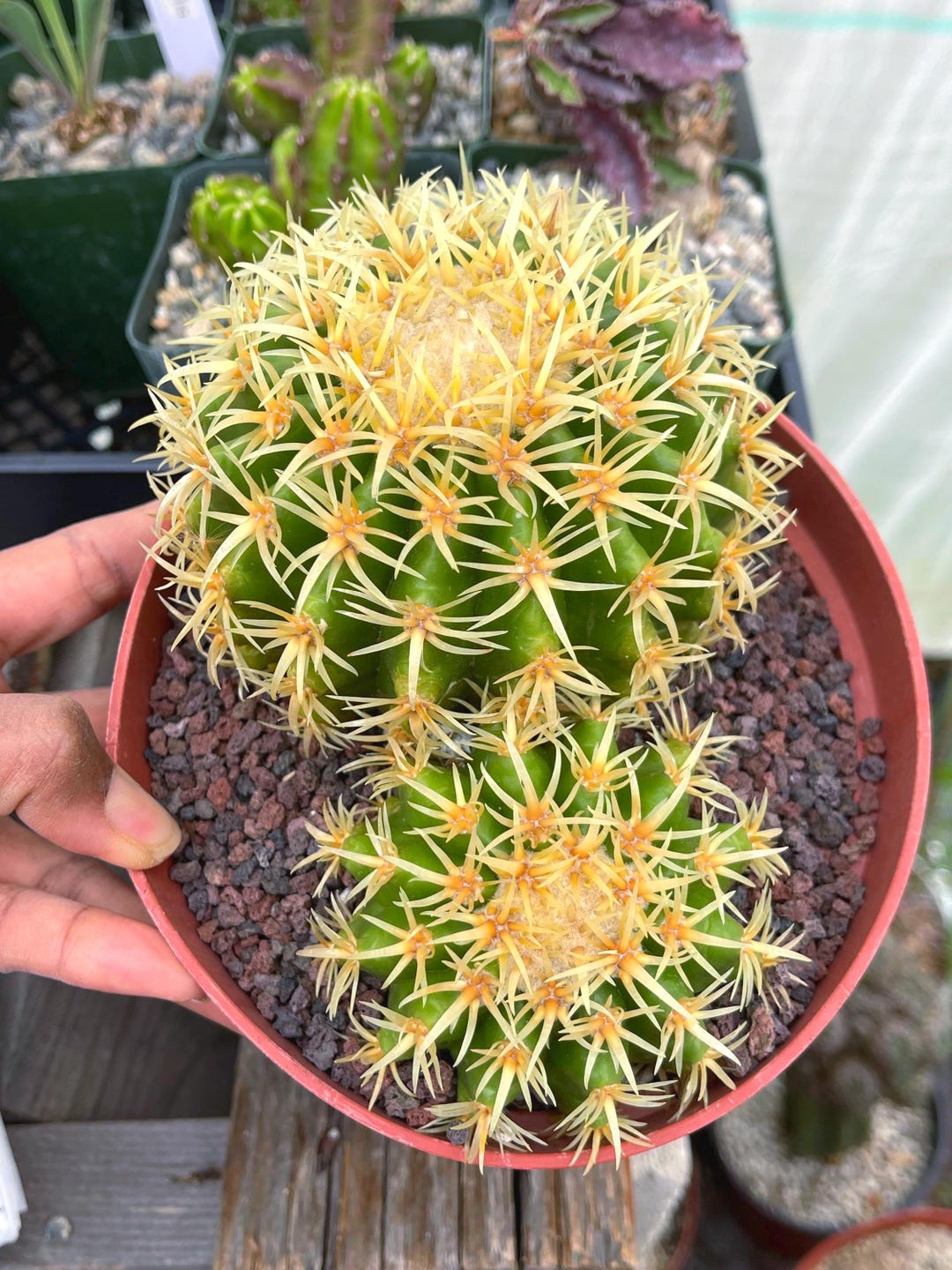 Echinocactus Grusonii Short Spine Cactus | Live Cactus Plant Colorful ...