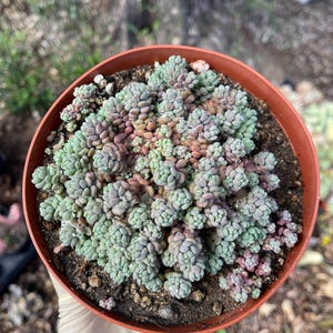 Sedum Dasyphyllum Minor | Live Succulent Plant Compact Succulent ...