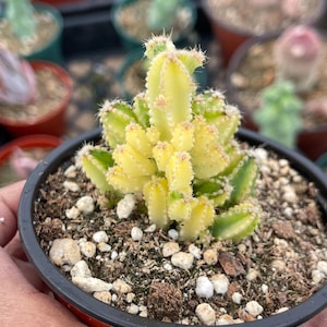 Fairy Castle Cactus | Fairytale Castle Live Indoor Succulent Plant ...