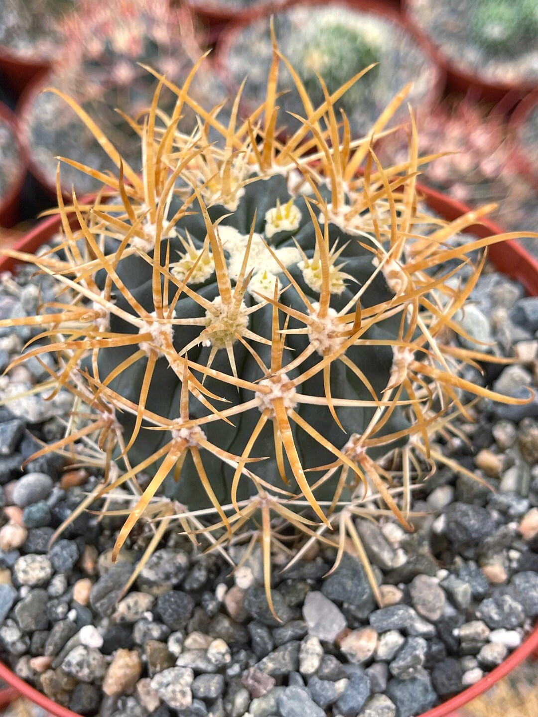 Ferocactus Chrysacanthus | Live Cactus | Live Plant Rare Cactus for ...