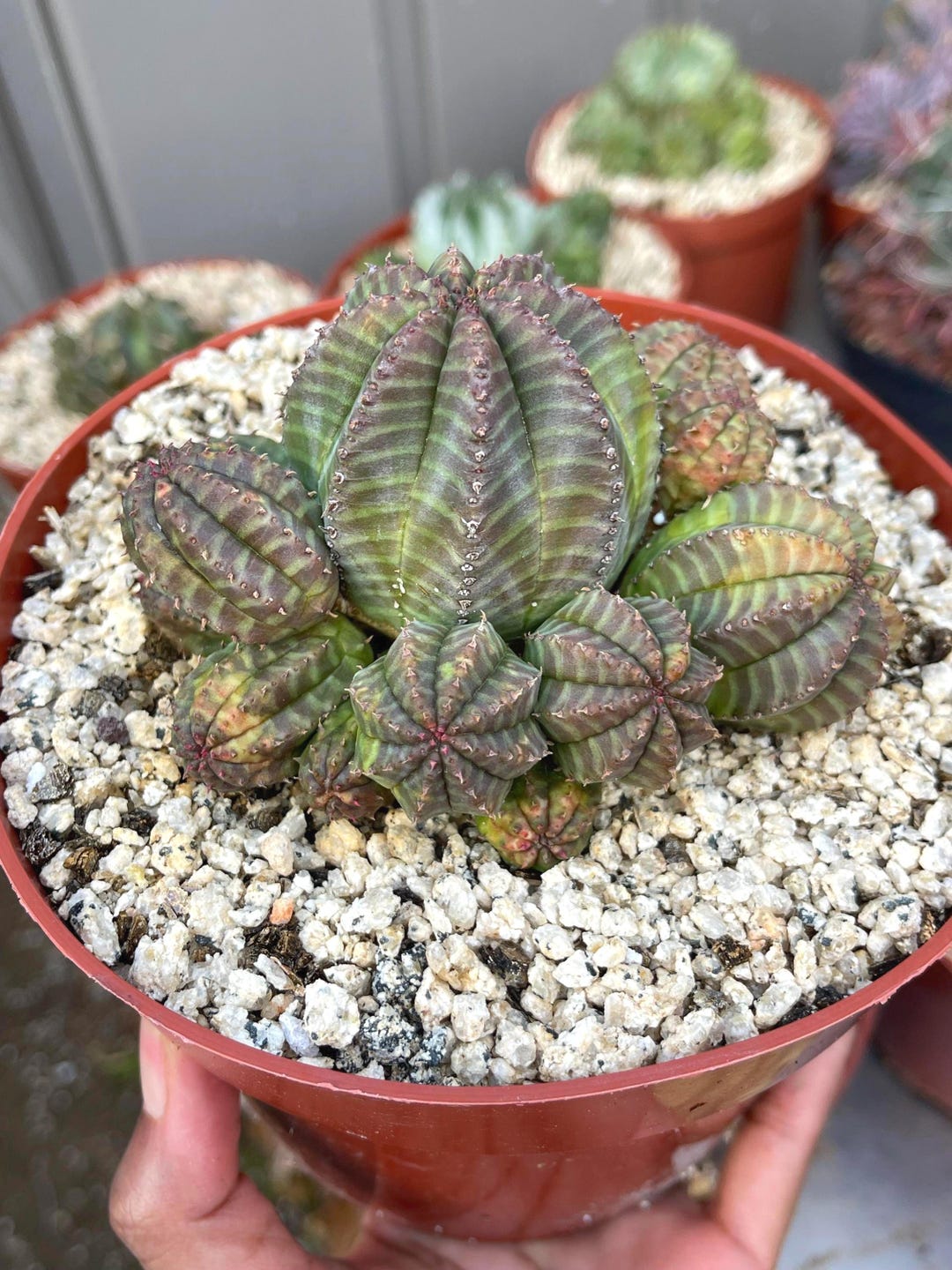 Euphorbia Obesa Hybrids Cluster Rare Cactus Live Cactus - Etsy