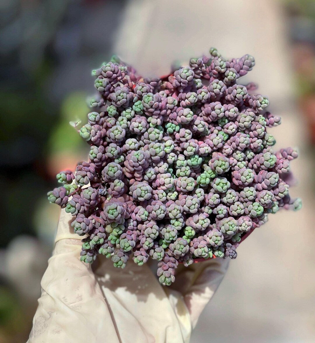 Sedum Dasyphyllum Minor | Live Succulent Plant Compact Succulent ...