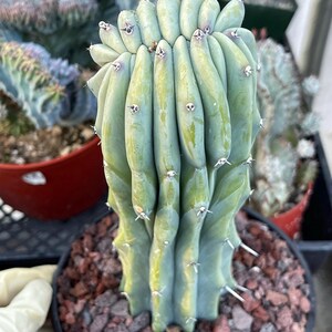 Crested Myrtle Blue Cactus Blue Candle Cactus Colorful Cactus Unique ...