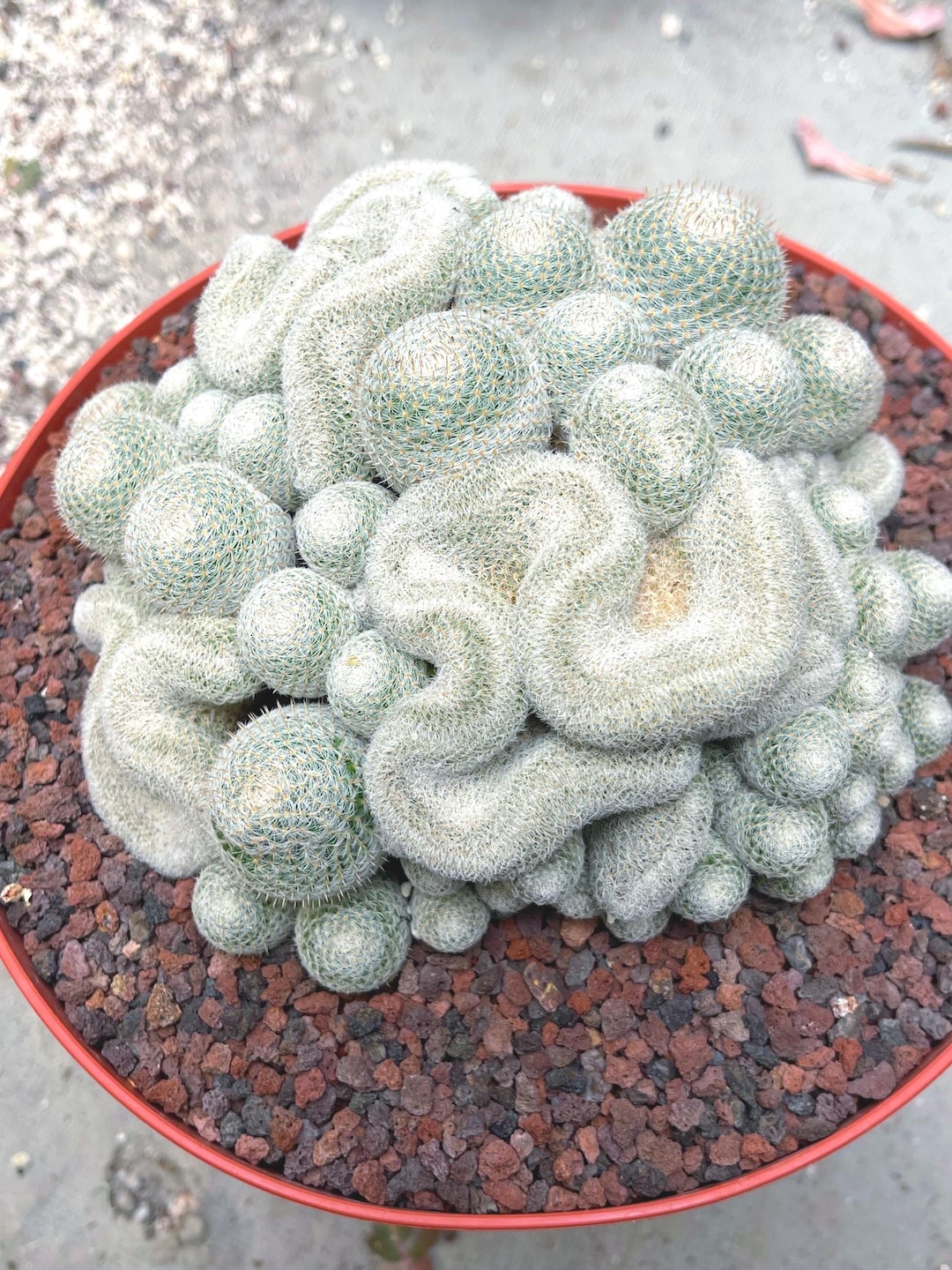 Mammillaria Microthele Perbella | Old Specimen | Mature Plant | Live ...