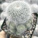 Mammillaria Hahniana | Old Lady Cactus | Live Cactus | Live Plant - Etsy
