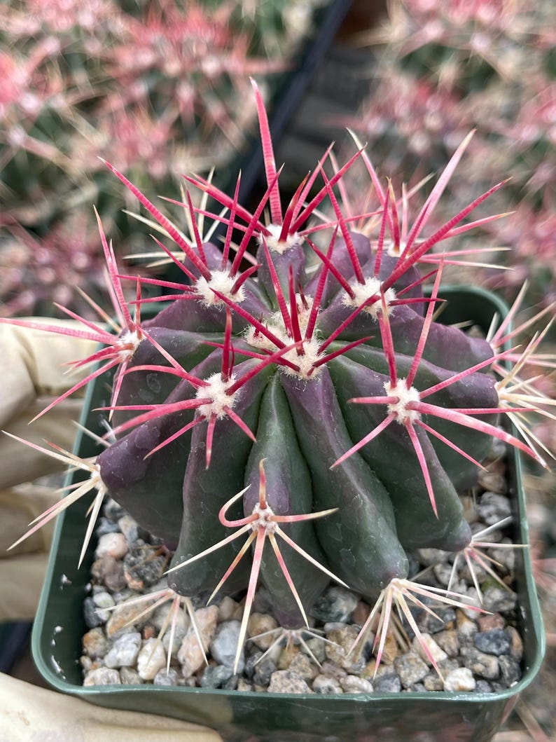 Ferocactus Stainesii | Live Cactus | Rare Plant in 3.5” Pot - Etsy