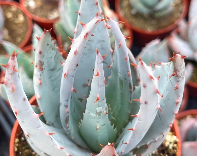 Aloe Peglerae | Rare Aloe Succulent Plant Unique Rosette Aloe Indoor ...