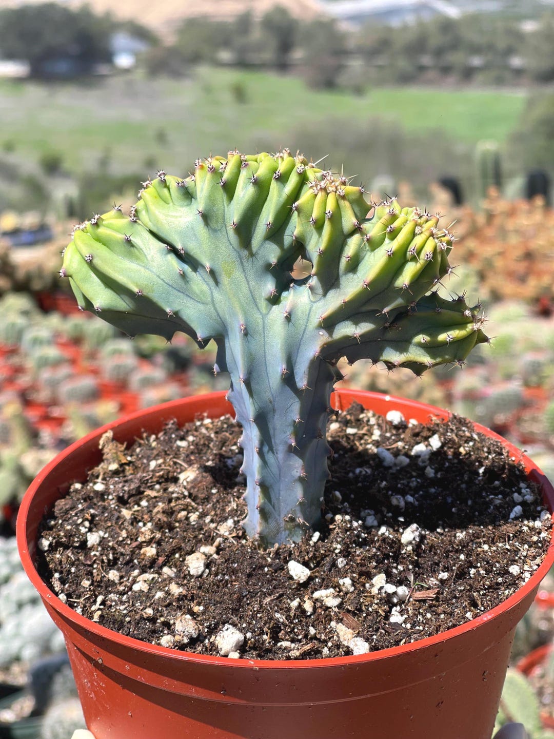 Fan Shape Crested Myrtle Blue Cactus Blue Candle Cactus Colorful Cactus ...