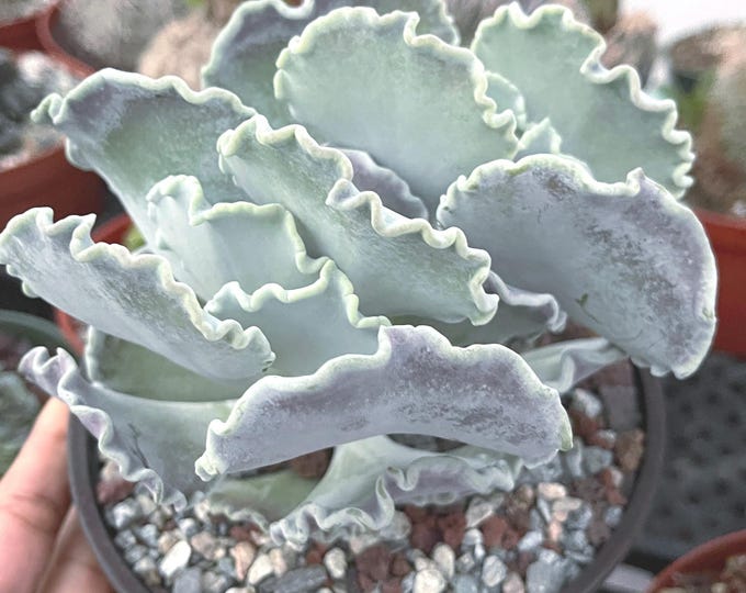 Cotyledon Scallop Clam Succulent | Live Plant | Live Succulent - Etsy
