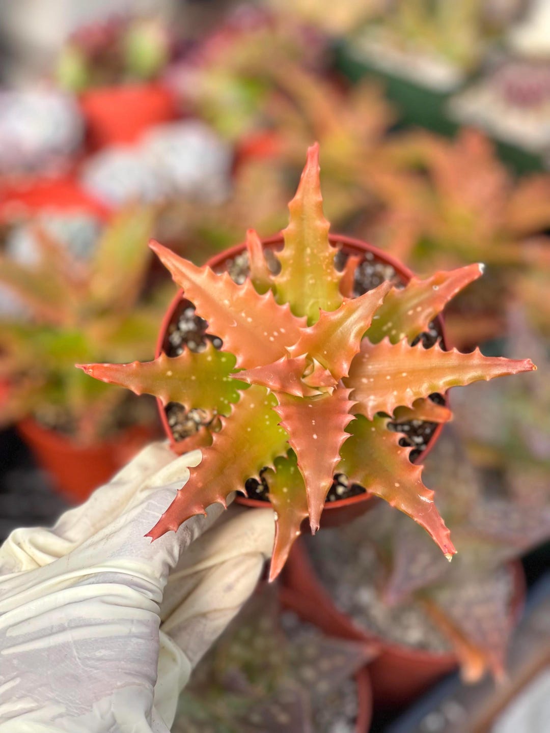 Aloe Dorotheae Sunset Aloe Succulent Plant Colorful Aloe Plant Easy ...