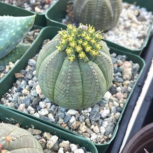 Euphorbia Obesa – Baseball Cactus, Rare Succulent, Live Plant, Unique ...