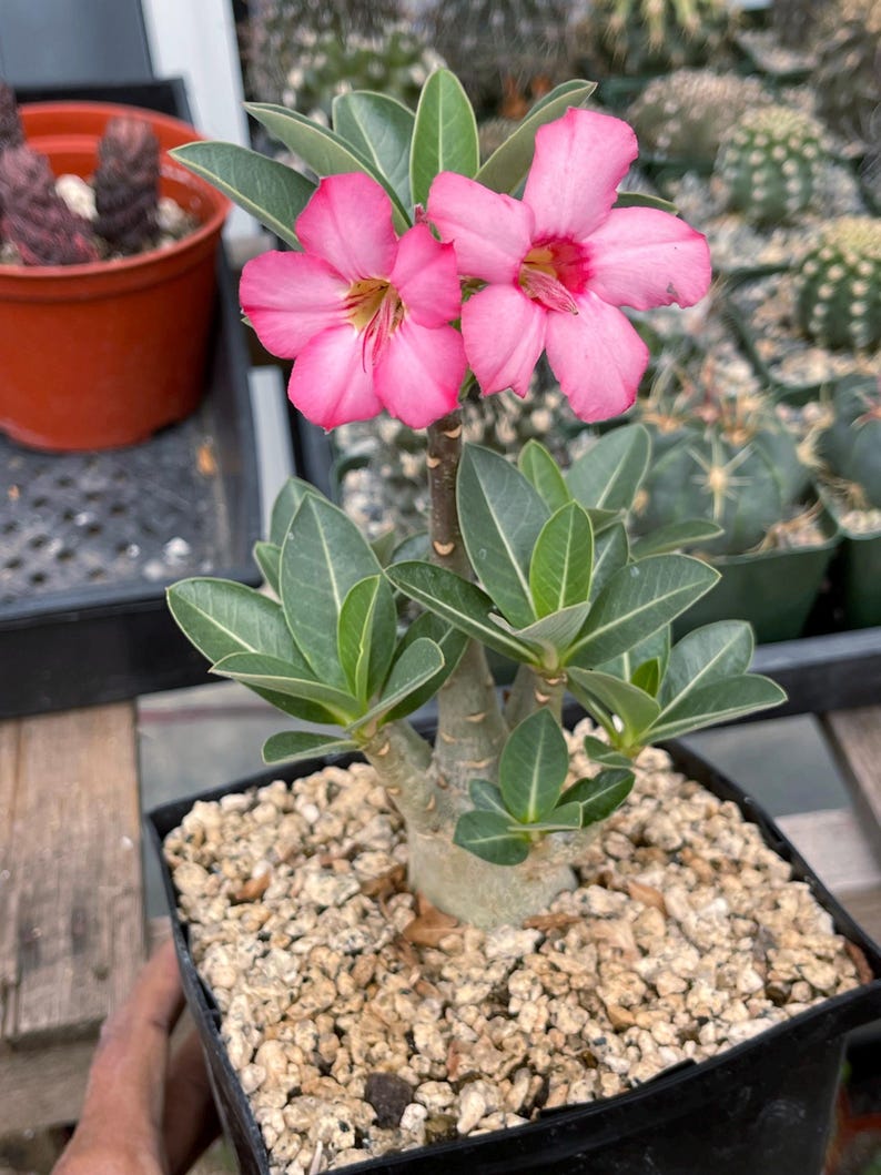 Adenium Arabicum | Live Plant Rare Plant Exotic Cactus Cactus Garden ...