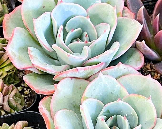 4” Echeveria Atlantis Peach and Cream | Echeveria Succulent | Live ...