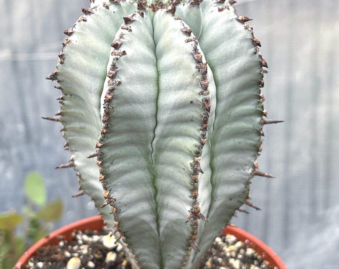 Euphorbia Polygona ‘snowflake’ - Etsy