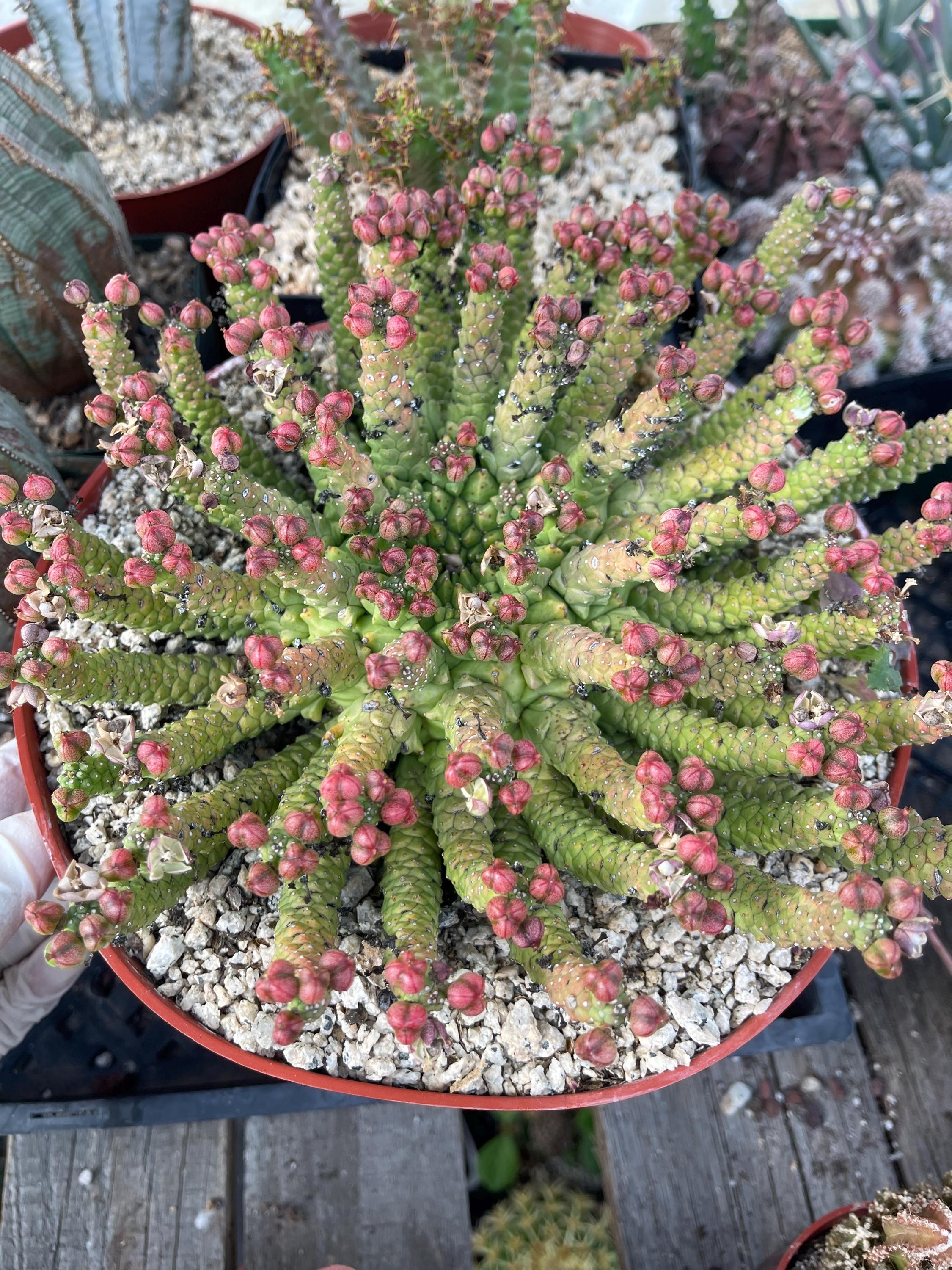 Euphorbia Medusa Hybrids - Live Plant, Unique Succulent, Easy Care ...