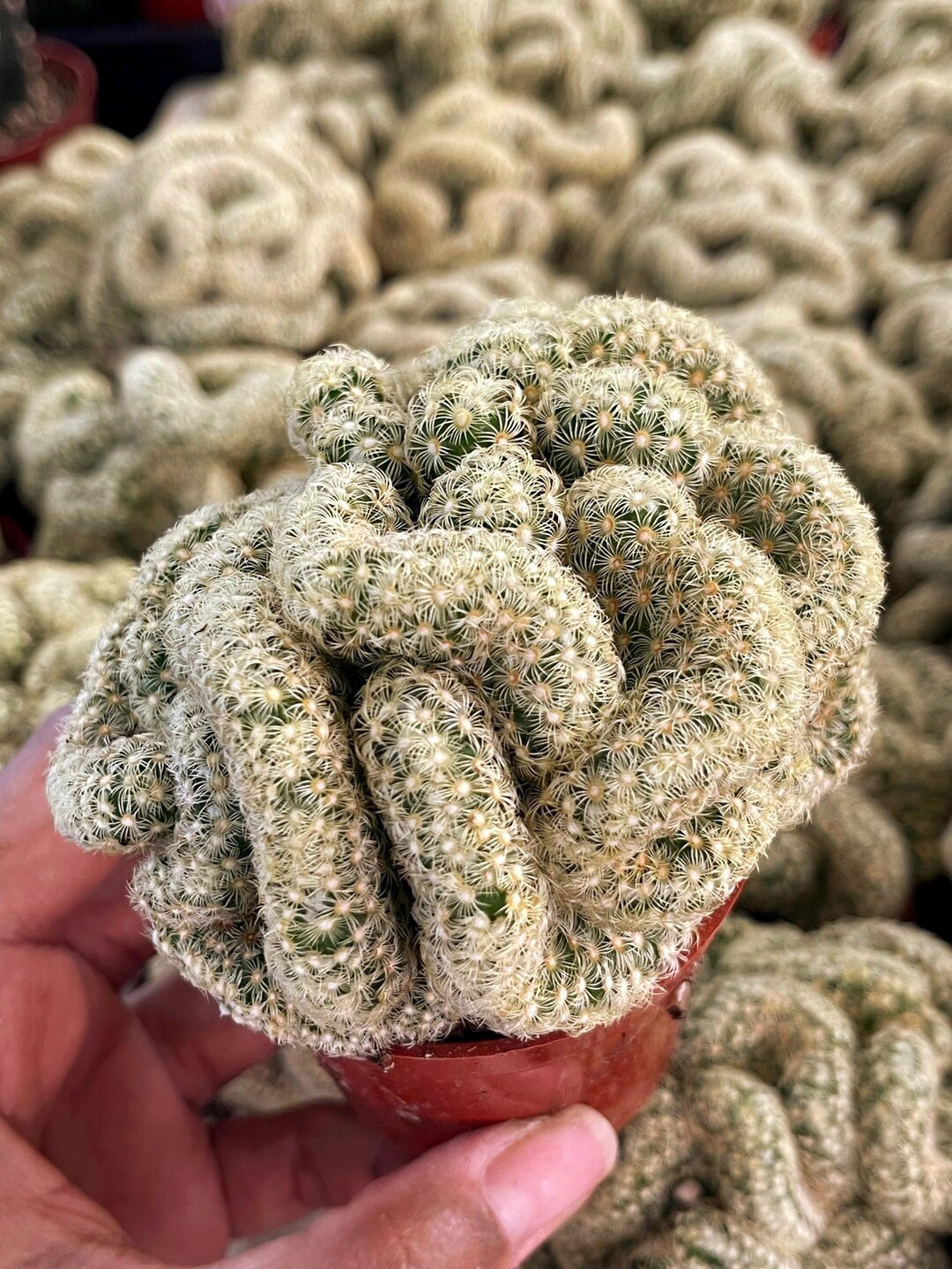Brain Cactus Crested Mammillaria | Unique Cactus Rare Succulent Live ...