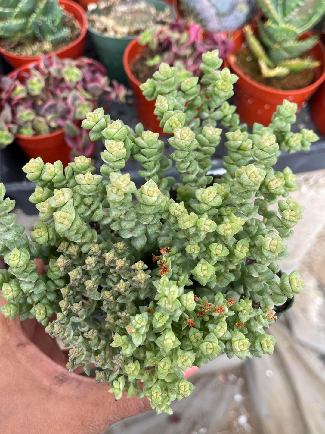 Crassula Commutata Tom Thumb Stacked Succulent Live Succulent in 3.5 - Etsy