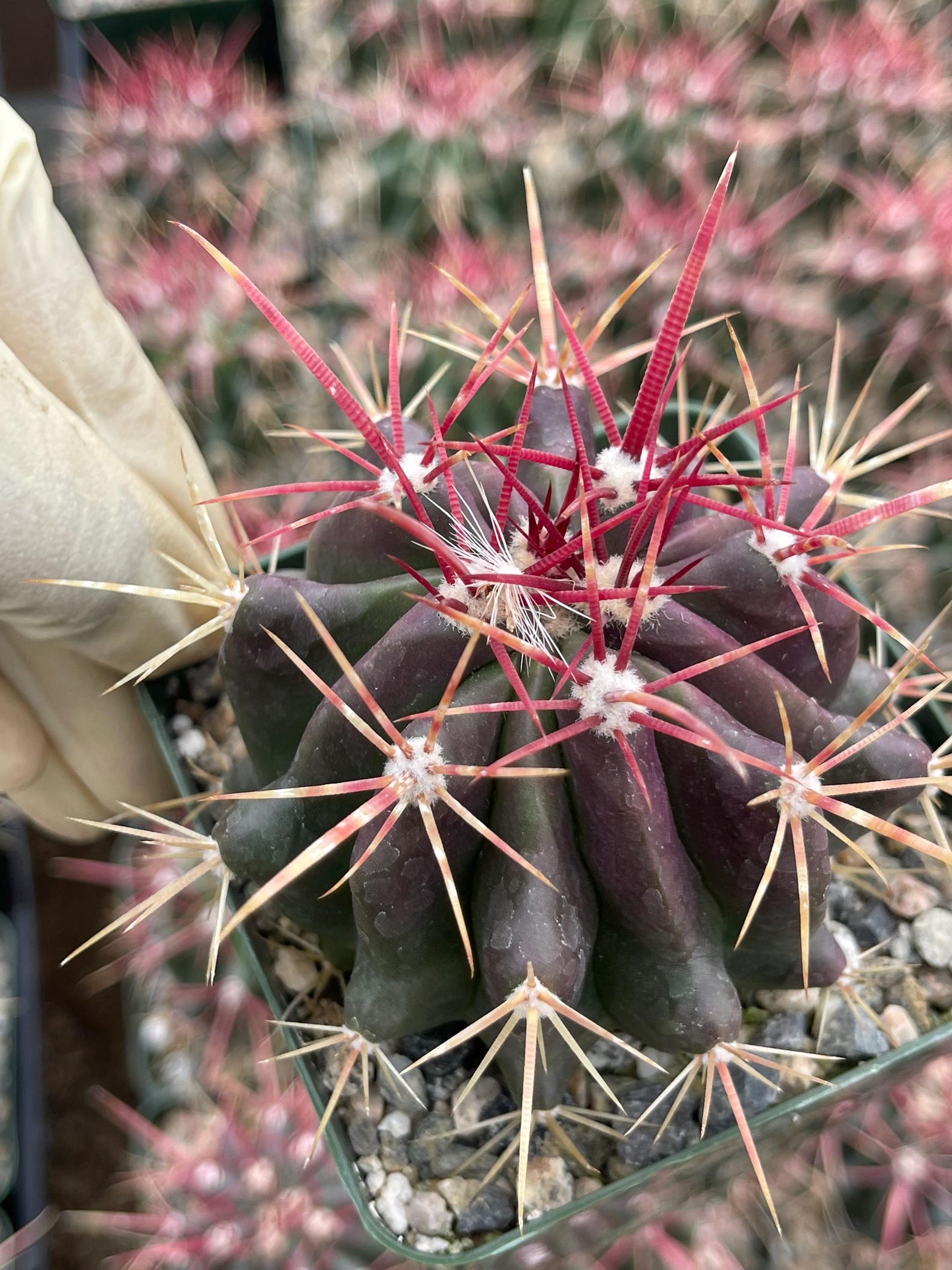 Ferocactus Stainesii | Live Cactus | Rare Plant in 3.5” Pot - Etsy