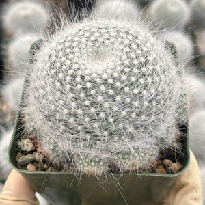Mammillaria Hahniana | Old Lady Cactus | Live Cactus | Live Plant - Etsy