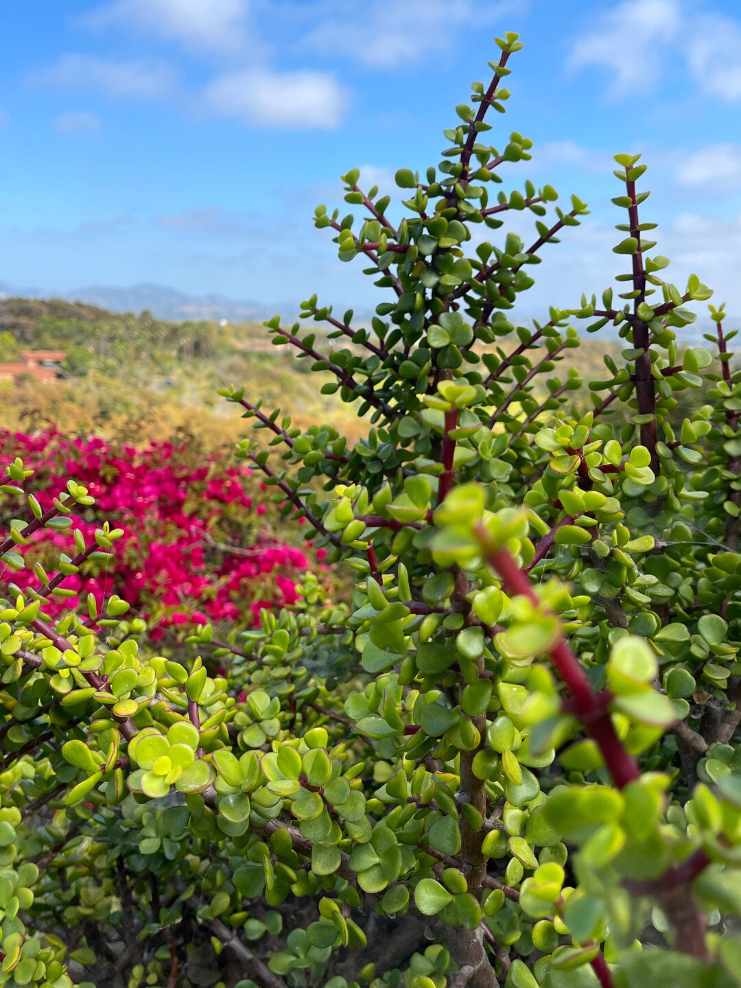 Portulacaria Afra | Elephant Bush | Live Succulent, Succulent Cutting ...