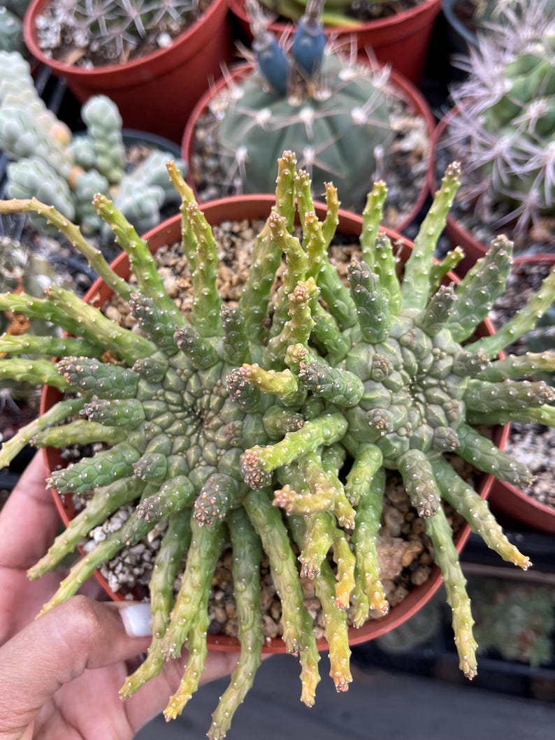 Euphorbia Medusa Hybrids - Live Plant, Unique Succulent, Easy Care ...