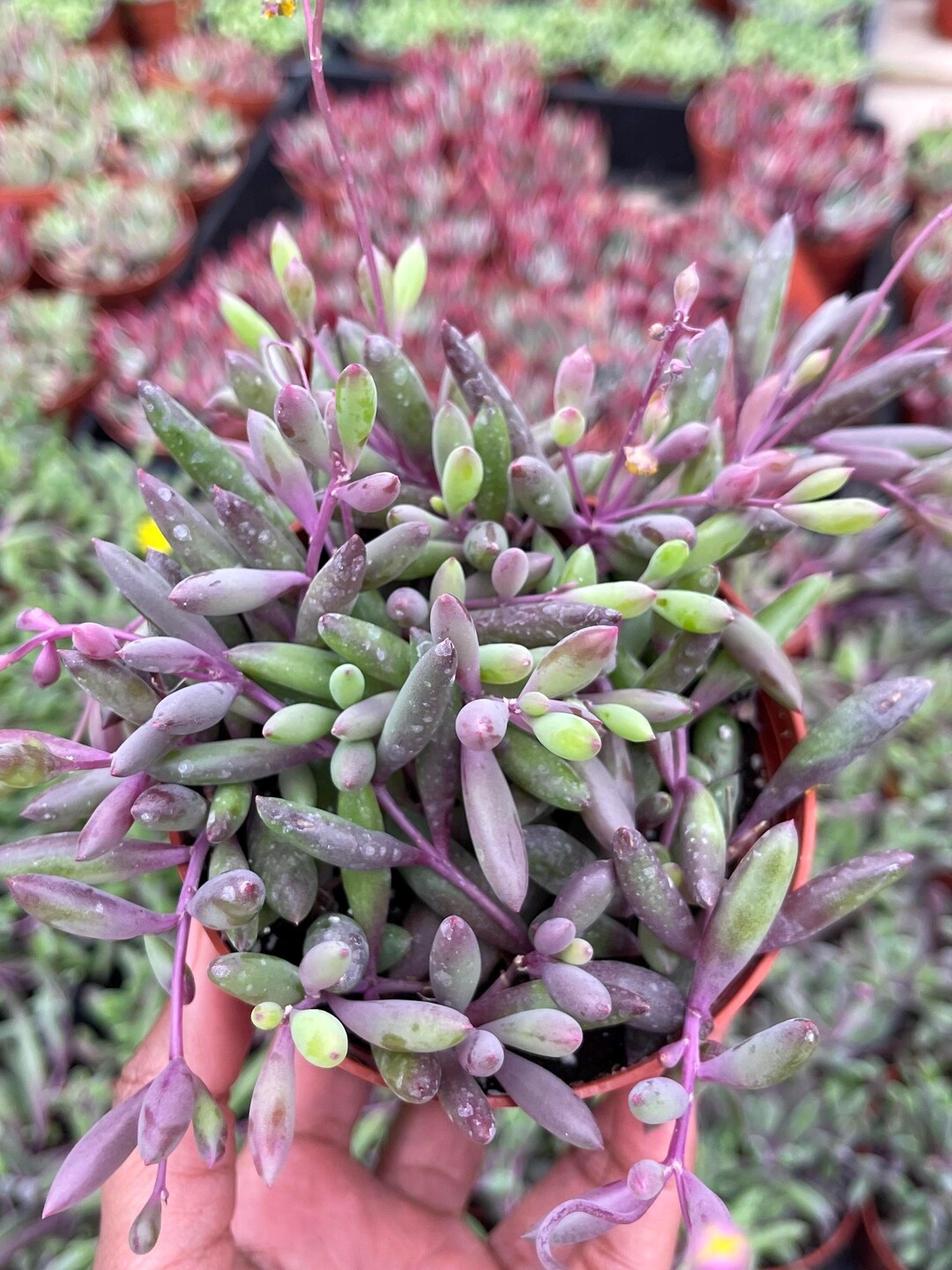 4 String of Ruby Necklace Live Succulent String Plant - Etsy