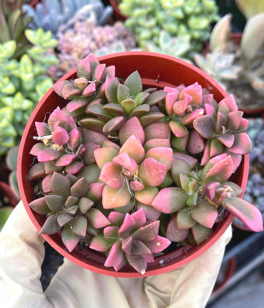 Anacampseros Telephiastrum Variegata | Live Plant Live Succulent Live ...