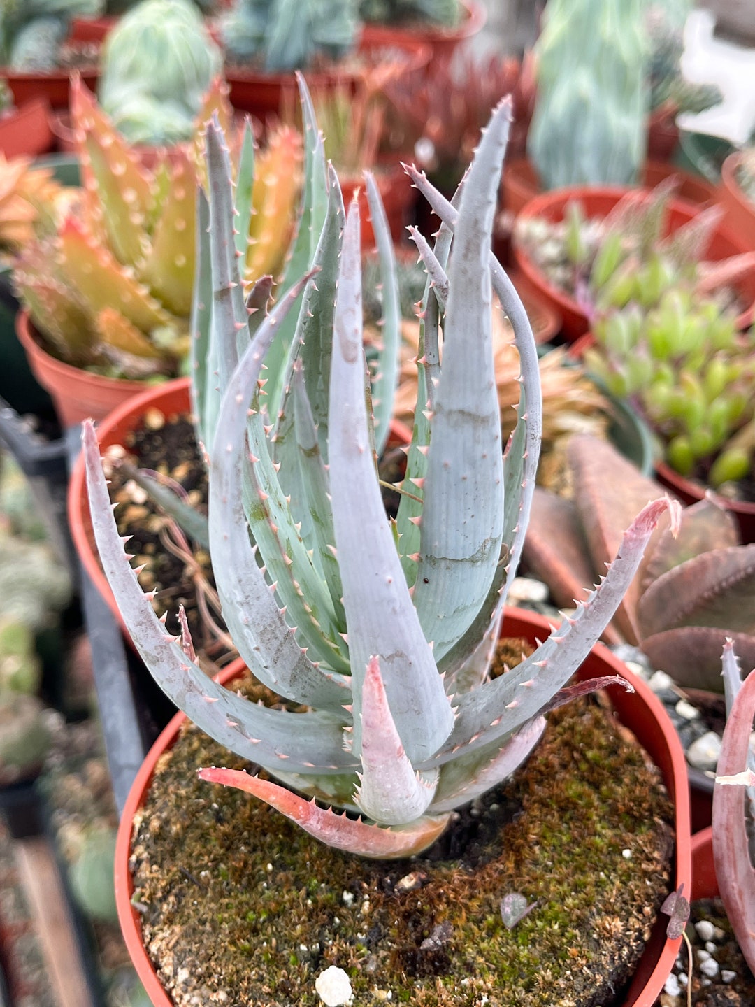 Aloe Blue Elf | Live Aloe | Colorful Succulent Rare Aloe Live Plant for ...