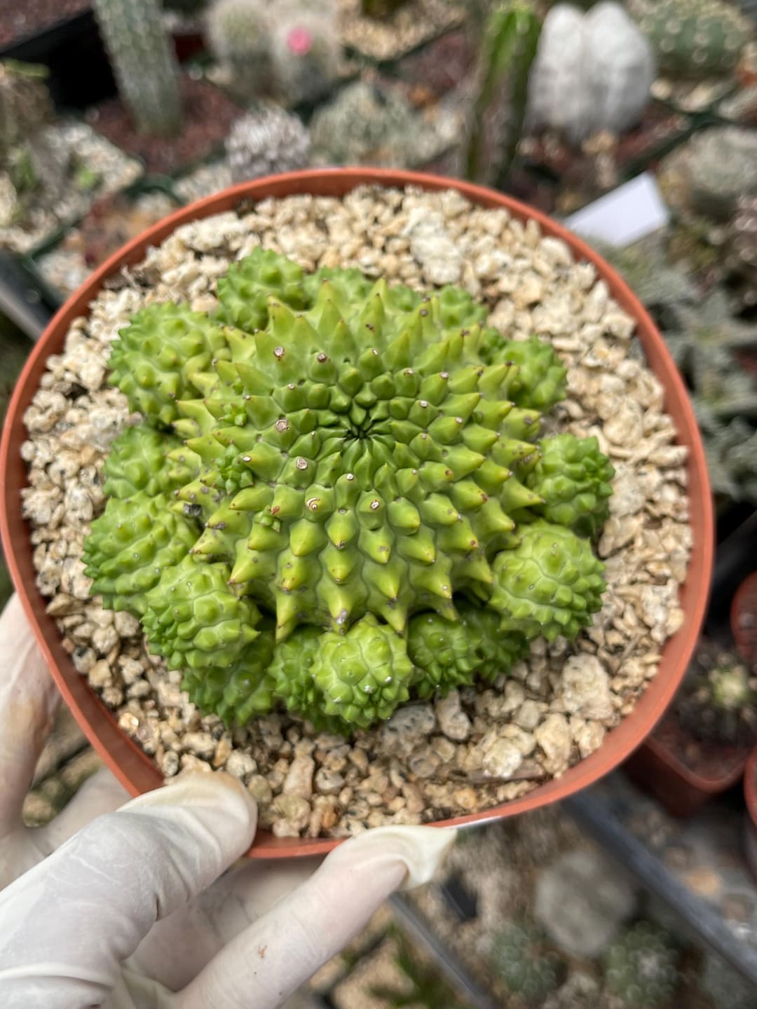 Euphorbia Susannae Cluster | Live Plant | Live Succulent - Etsy