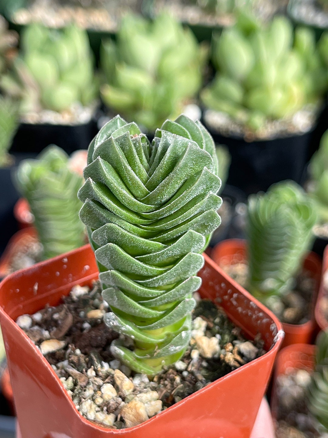 Crassula Buddha Temple Rare Succulent Live Plant - Etsy