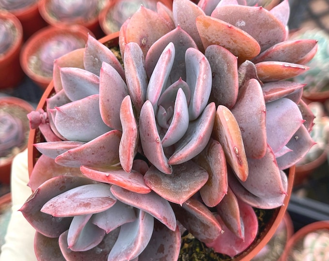 Echeveria Dusty Rose | Live Succulent | Rare Colorful Succulent Home ...