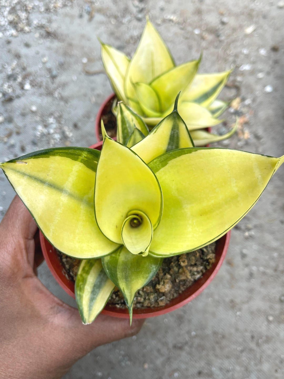 Sansevieria Golden Hahnii Snake Plant Live Plant - Etsy