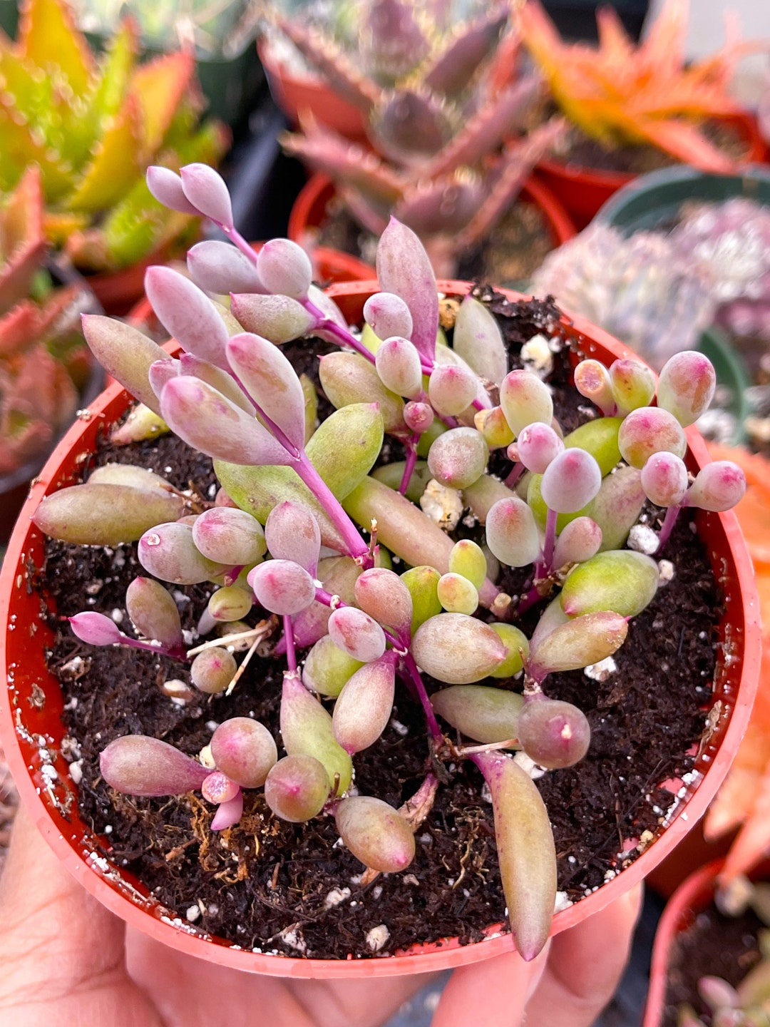 4” String of Ruby Necklace | Live Succulent| String Plant - Etsy