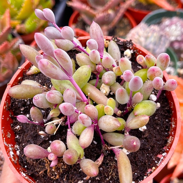 String of Ruby Plant - Etsy