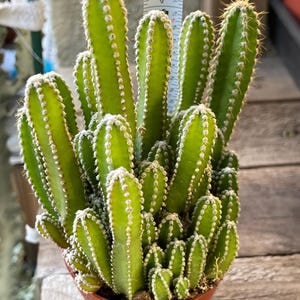 Fairy Castle Cactus | Fairytale Castle Live Indoor Succulent Plant ...