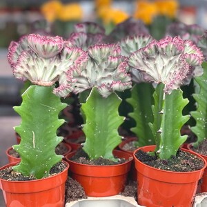 Coral Cactus Succulent Plant | Unique Wavy Fan-shaped Cactus Exotic ...