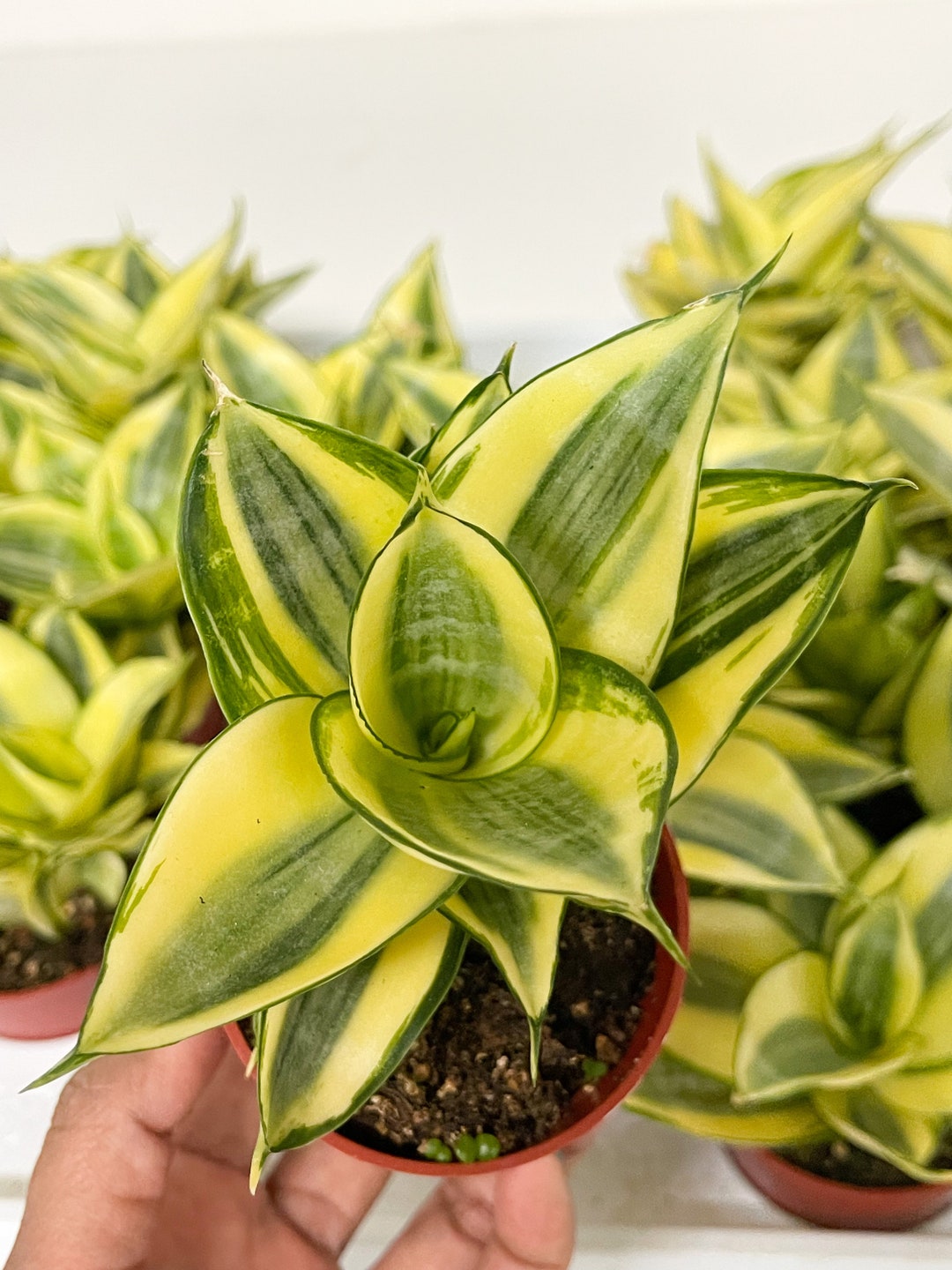 Sansevieria Golden Hahnii Snake Plant Live Plant - Etsy