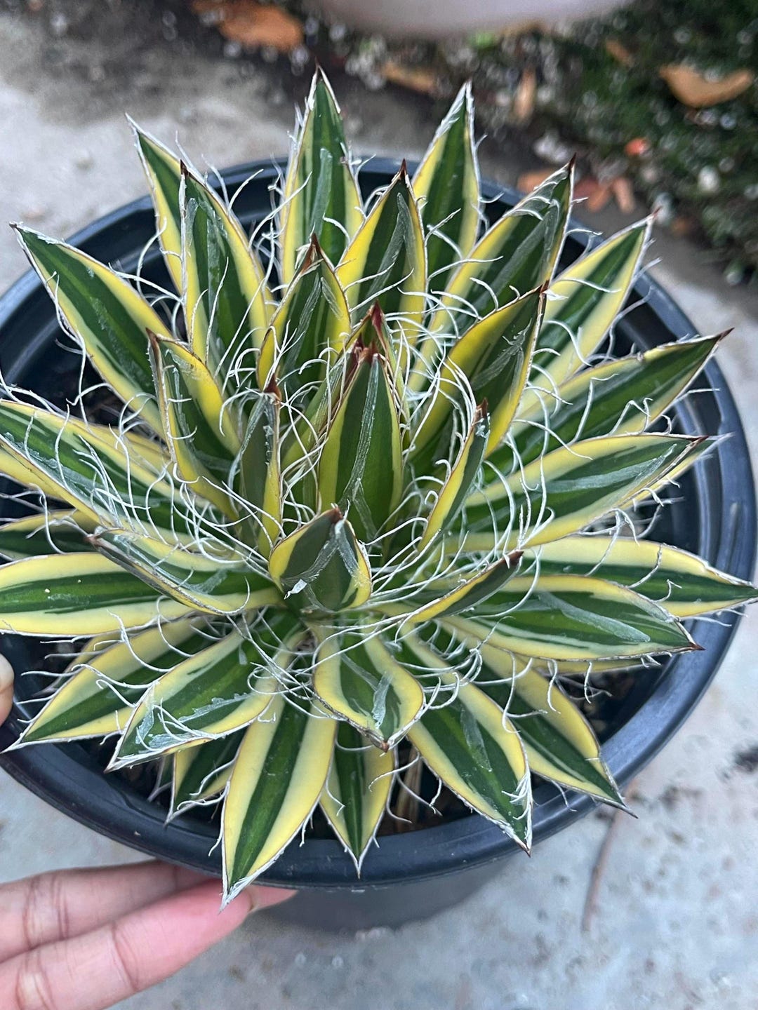 Agave Queen of White Thread Liveplants Rare Plant - Etsy