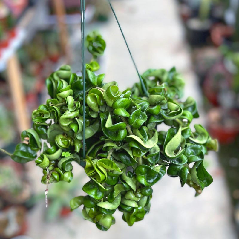 Hindu Rope Plant - Etsy