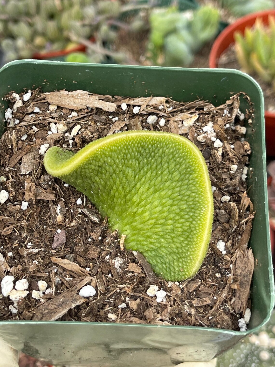 Hildewintera Colademononis Inermis Live Plant Rare Plant - Etsy