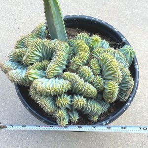 Crested Myrtle Blue Cactus Blue Candle Cactus Colorful Cactus Unique ...