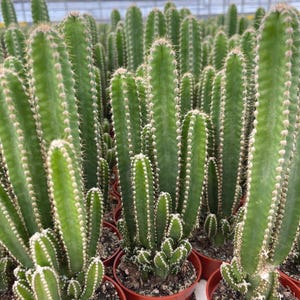 Fairy Castle Cactus | Fairytale Castle Live Indoor Succulent Plant ...